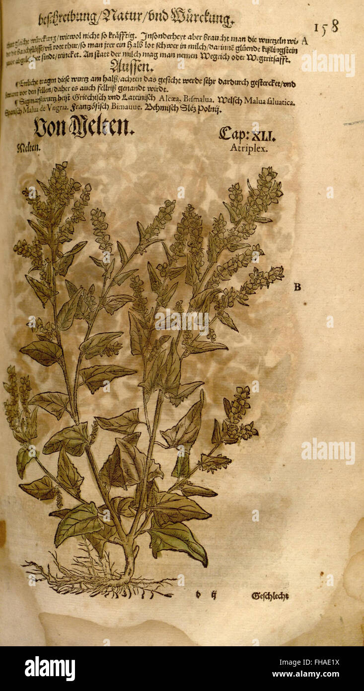 New Kreterbuch, Botany, Medical De Materia Medica Dioscorides Pedanius ...
