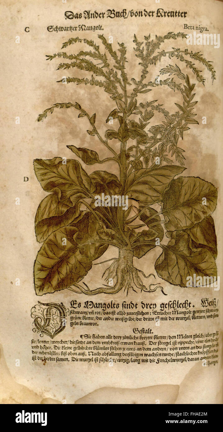 New Kreterbuch, Botany, Medical De Materia Medica Dioscorides Pedanius ...