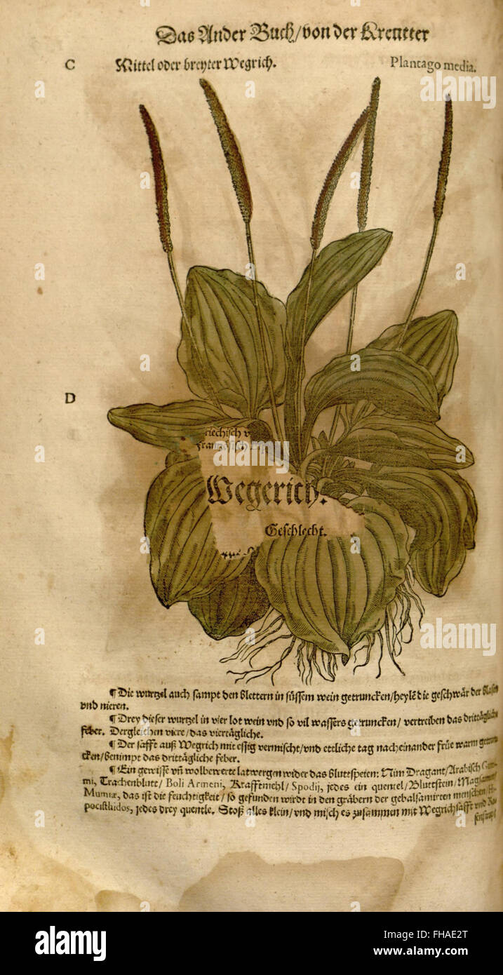 A 16th-century botanical dictionary by Pedanius Dioscorides, focused on ...