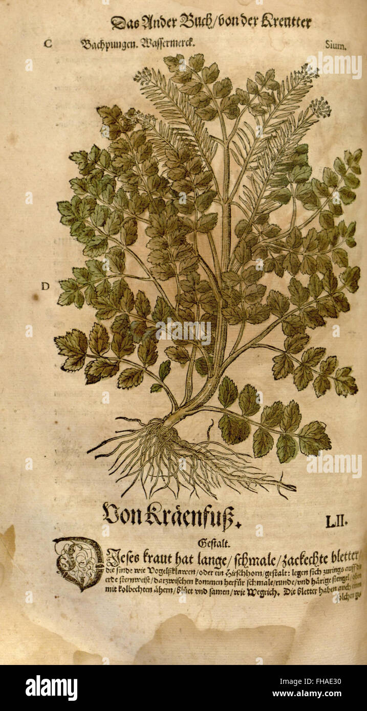 An exploration of the Materia Medica by Dioscorides Pedanius ...