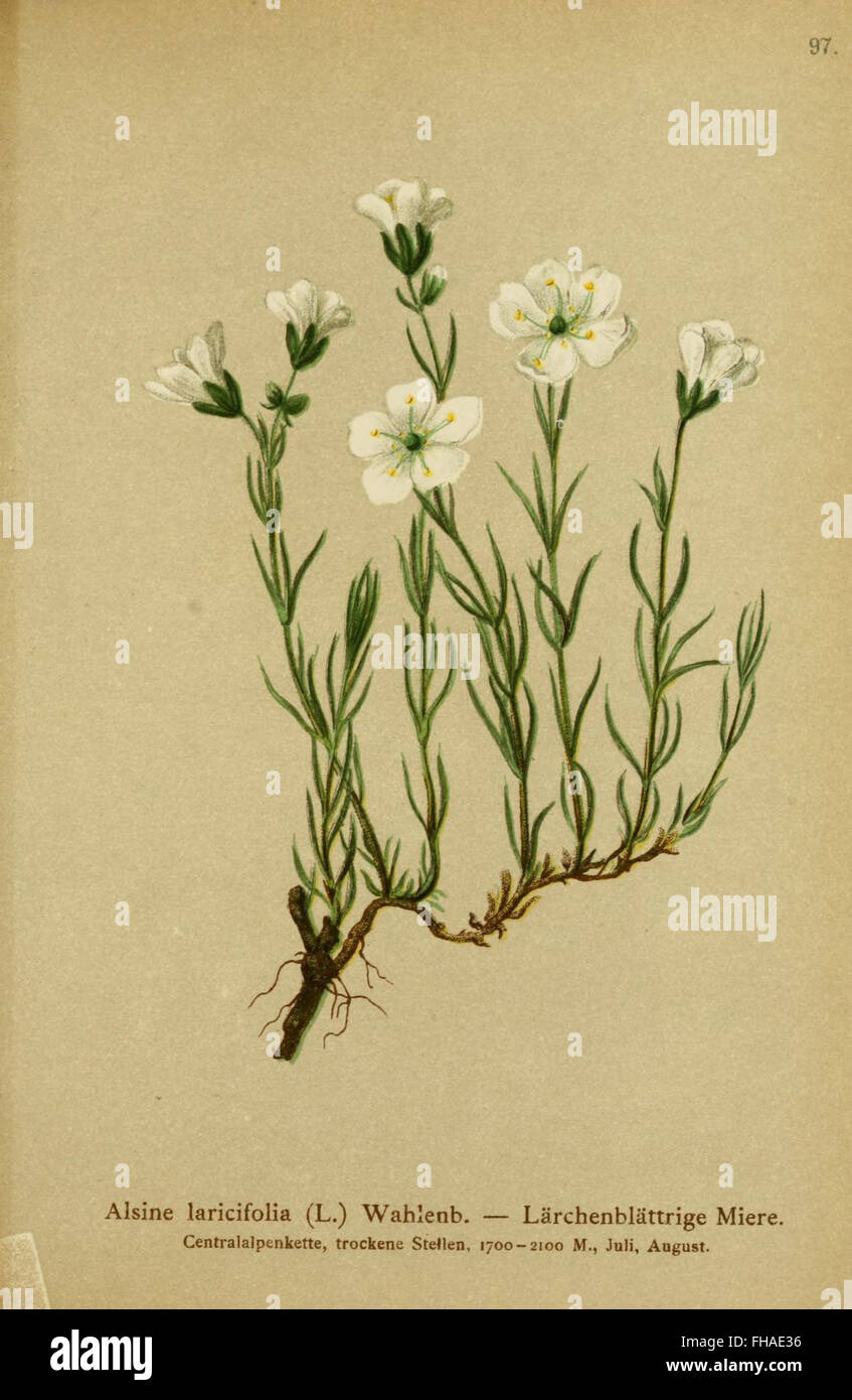 An atlas featuring the flora of the Alps, with detailed illustrations ...