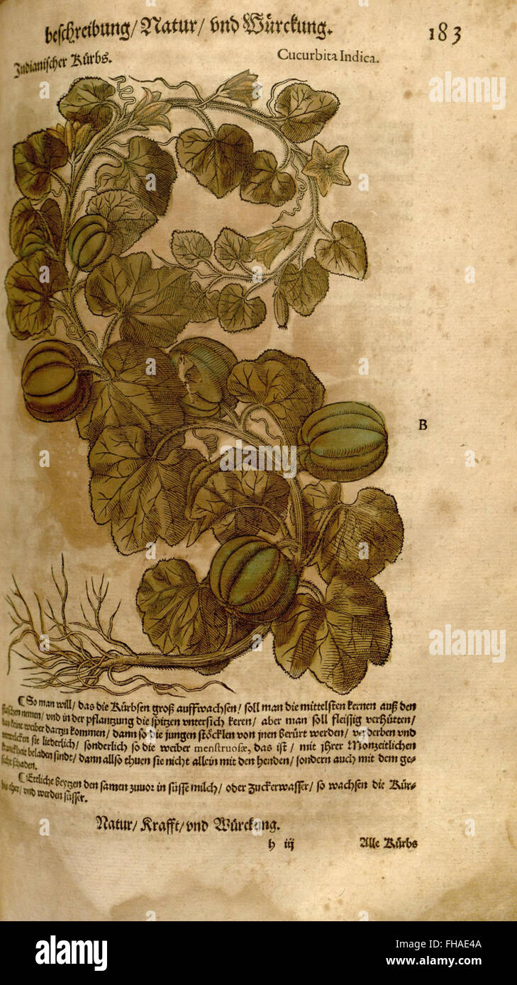 New KreC3BCterbuch, Botany, Medical De Materia Medica Dioscorides ...