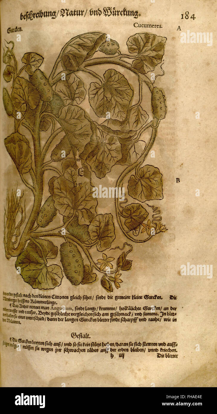 An early work on Materia Medica by Dioscorides Pedanius, covering ...