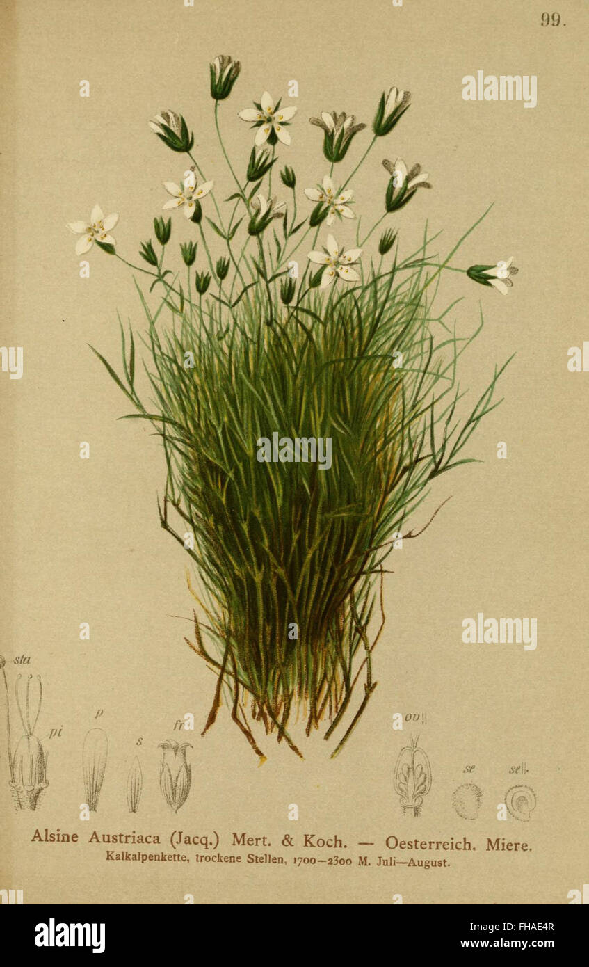 Atlas der Alpenflora is an extensive guide to the flora of the Alps ...