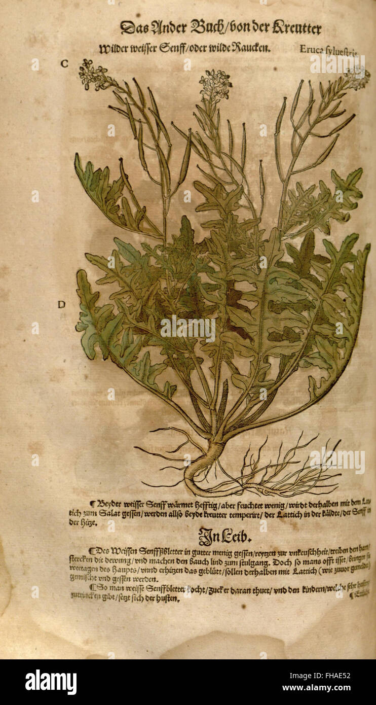 An early work on medicinal plants from Dioscorides Pedanius, focusing ...