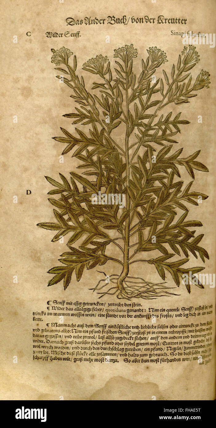 A historical botanical work by Dioscorides, focusing on medicinal ...