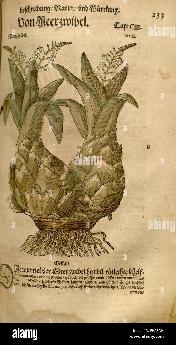 An early botany and materia medica reference from the 16th century ...