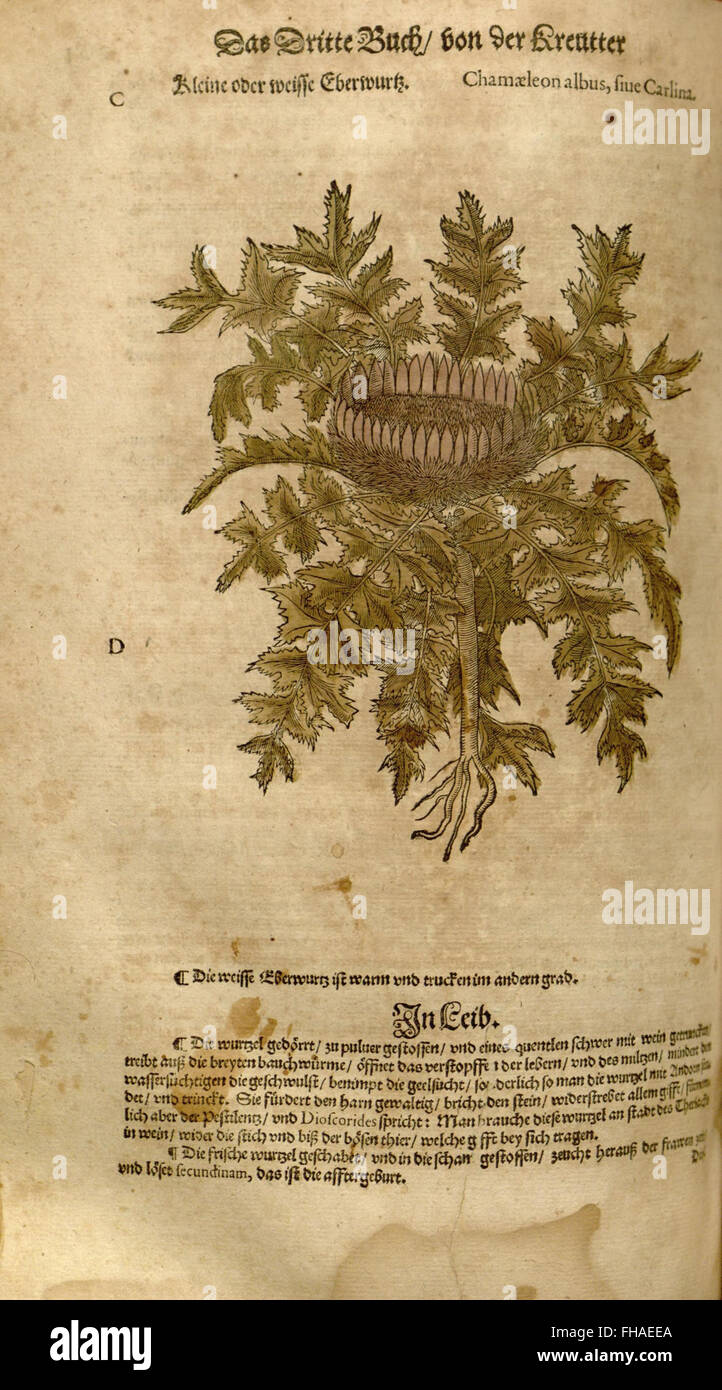 An early work on materia medica by Dioscorides Pedanius, detailing ...