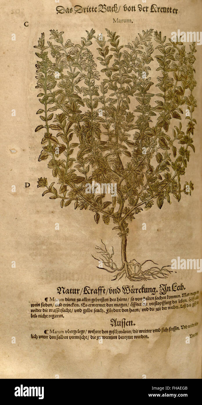 An early work by Dioscorides Pedanius on medicinal plants, focusing on ...