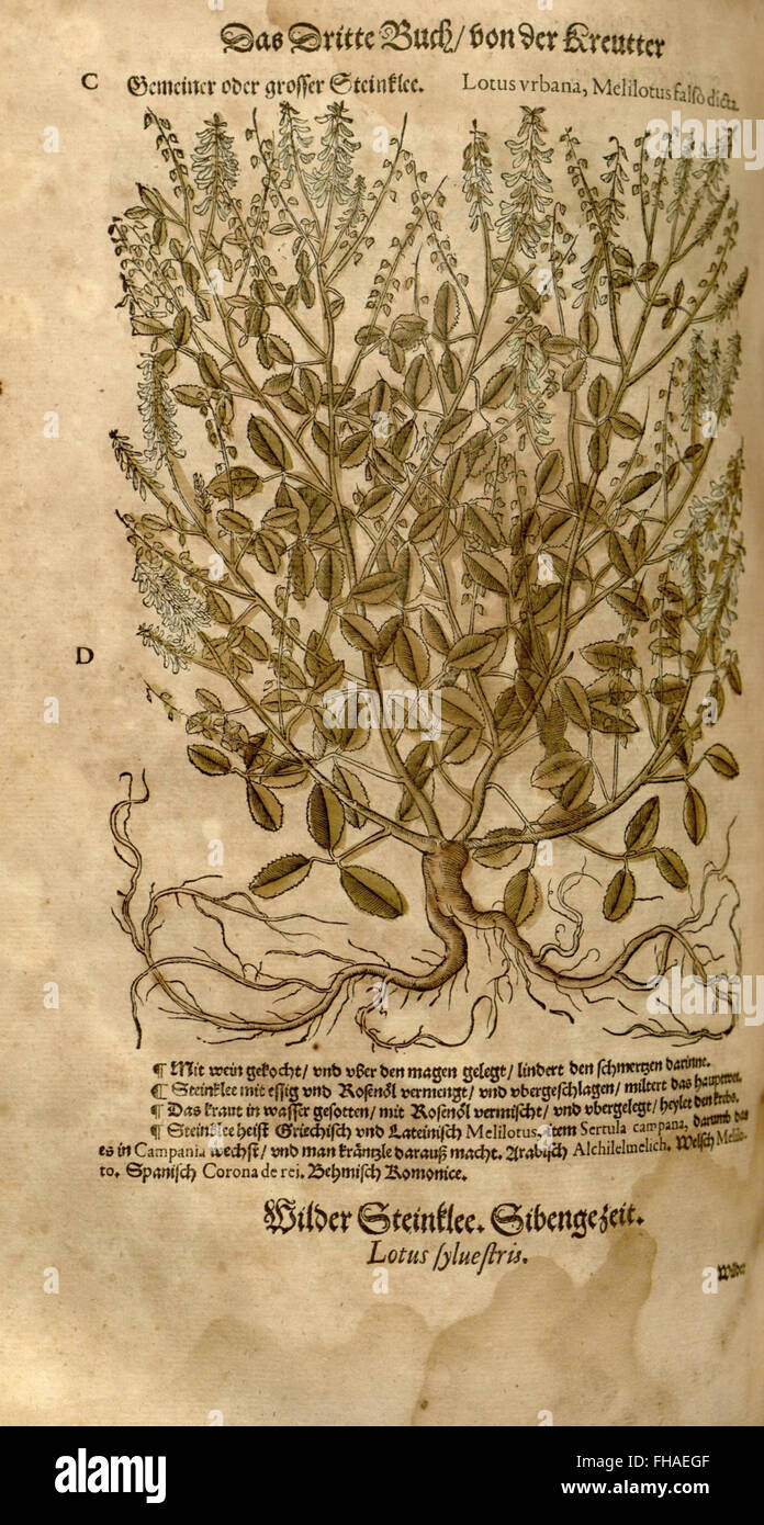 An early 16th-century herbal, based on the work of Dioscorides ...