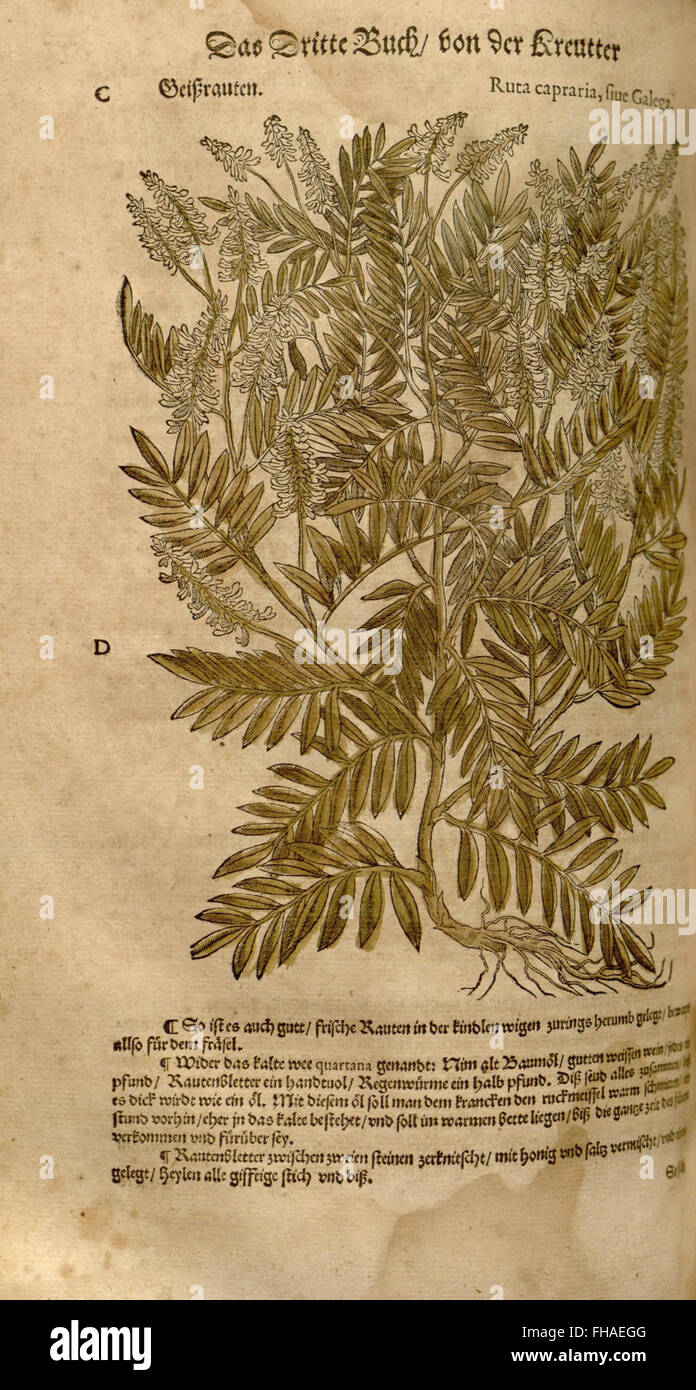 A 16th-century work on the materia medica of Dioscorides, exploring the ...