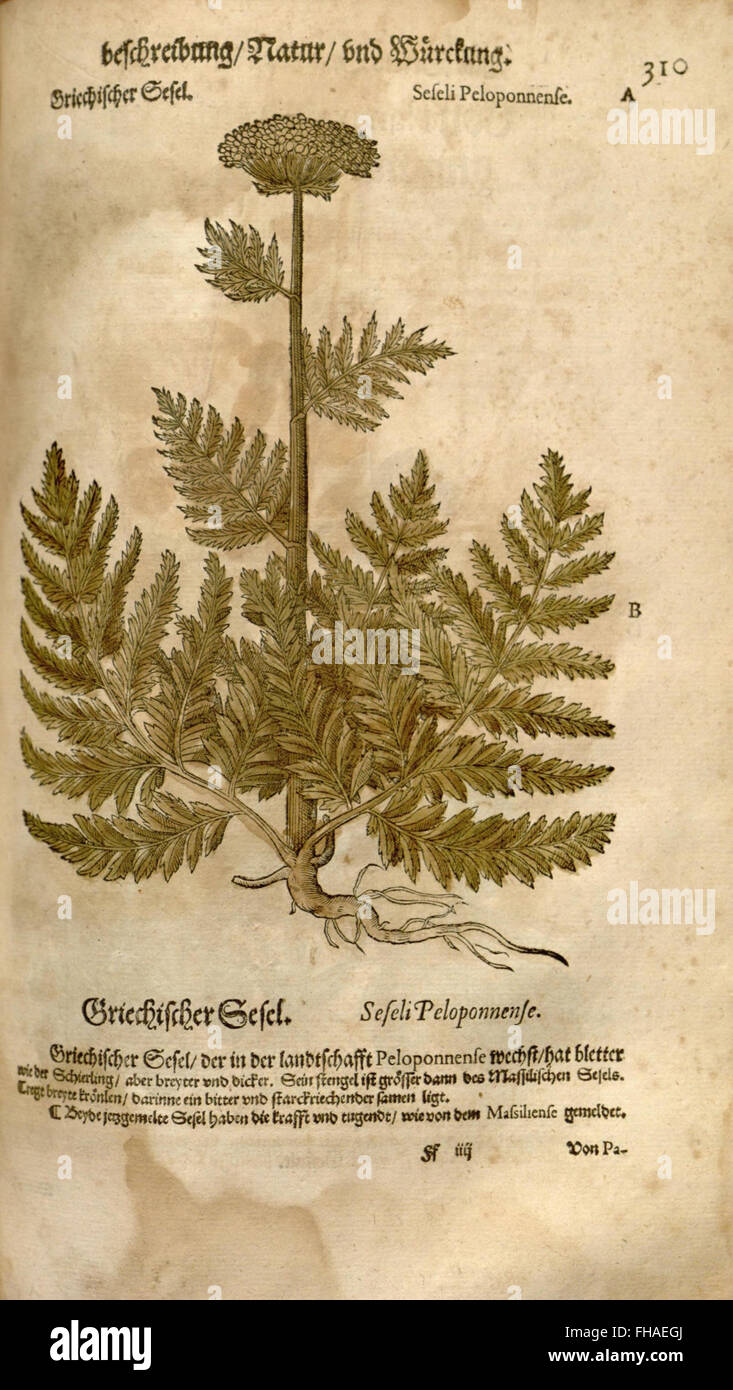 A botanical and medicinal work discussing the uses of plants ...