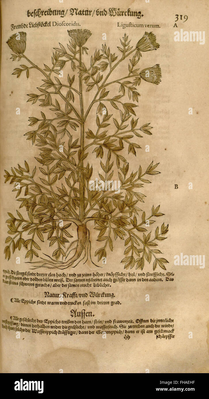 New Kreuterbuch, Botany, Medical De Materia Medica Dioscorides Pedanius ...