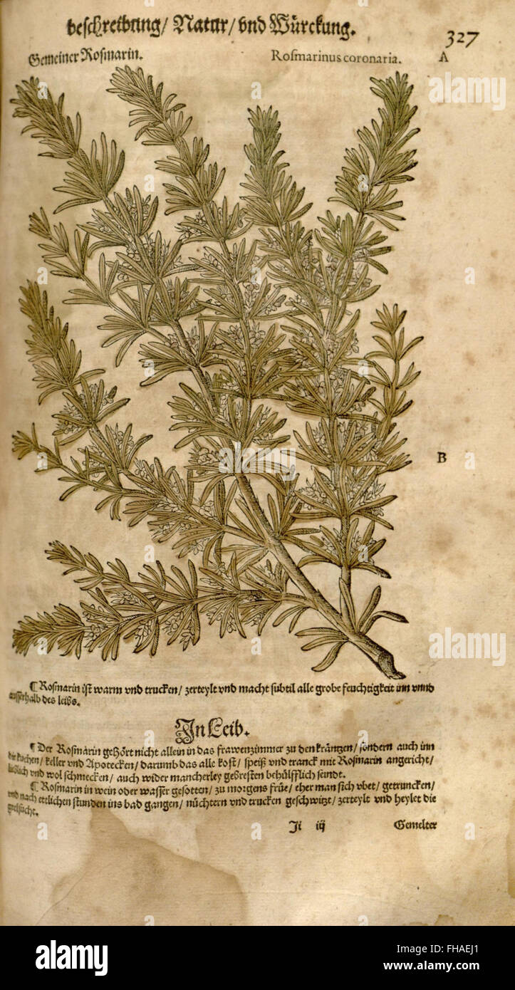 A comprehensive early botanical work by Dioscorides, detailing ...
