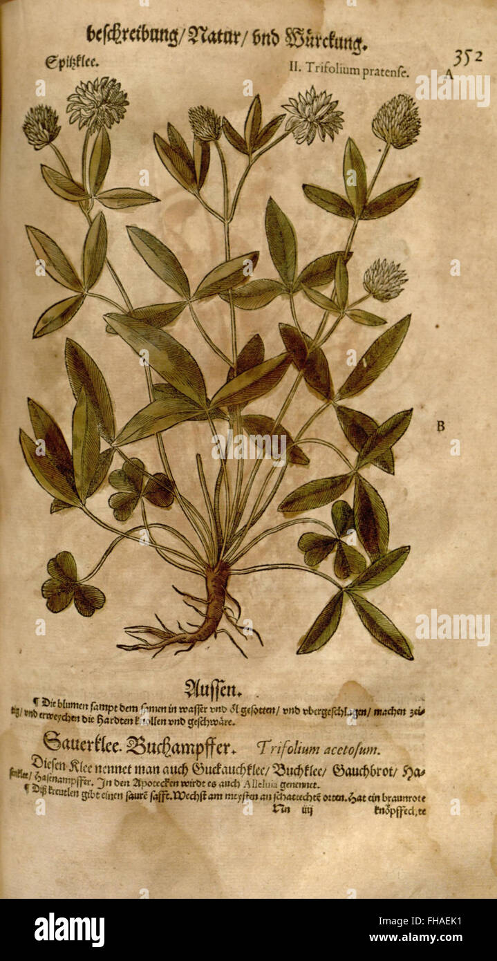 An early work by Dioscorides Pedanius on medicinal plants, focusing on ...