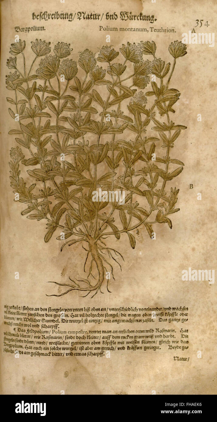The New Kreüterbuch is an important early botanical text that includes ...