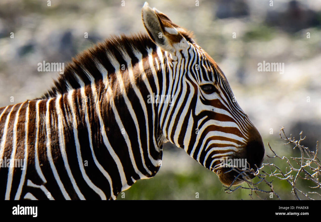 Zebra head profile hi-res stock photography and images - Alamy