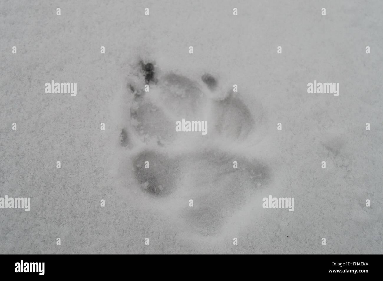 Canine track hi-res stock photography and images - Alamy