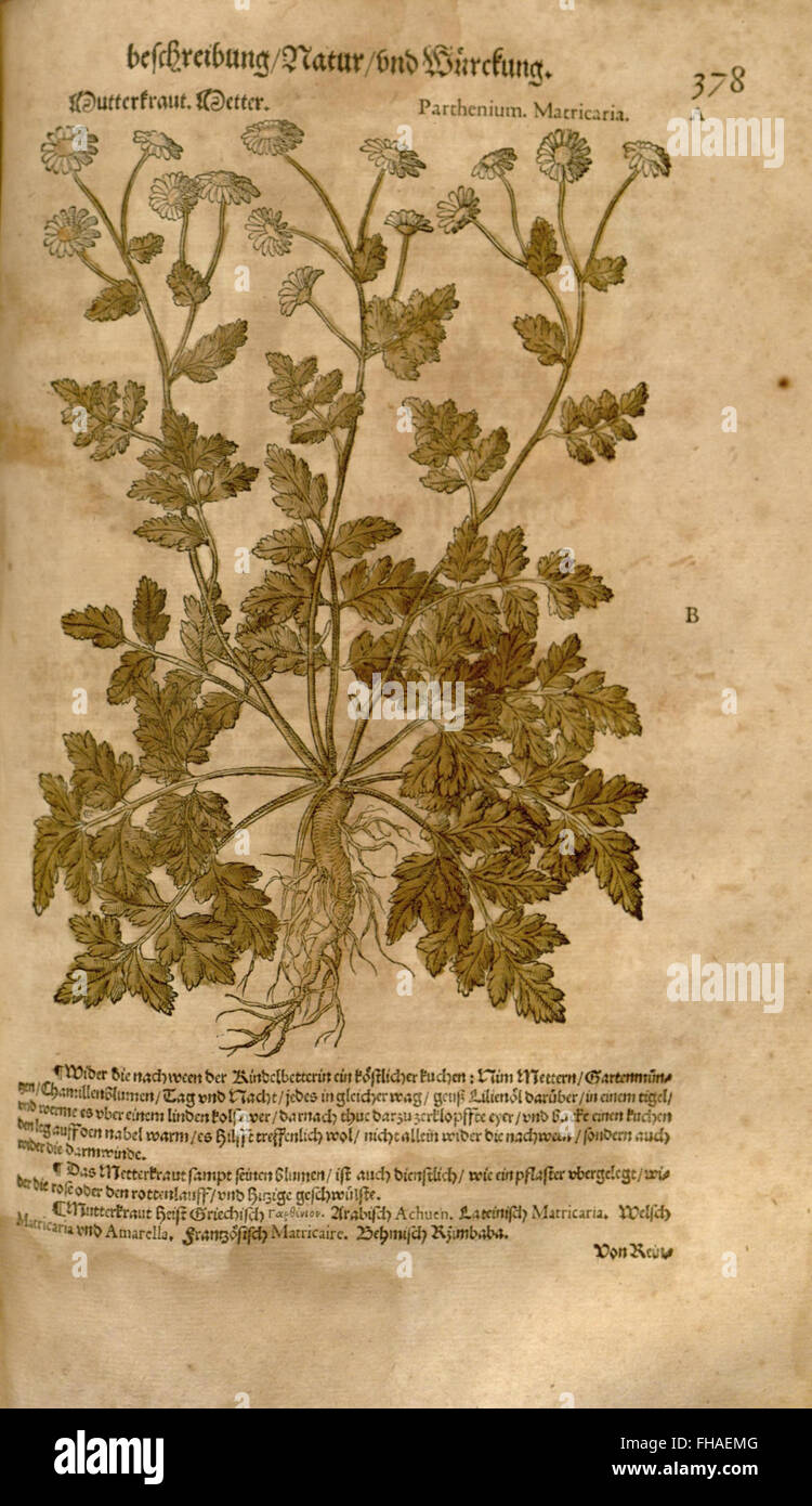 A medical botany book from the early 16th century, focusing on the ...