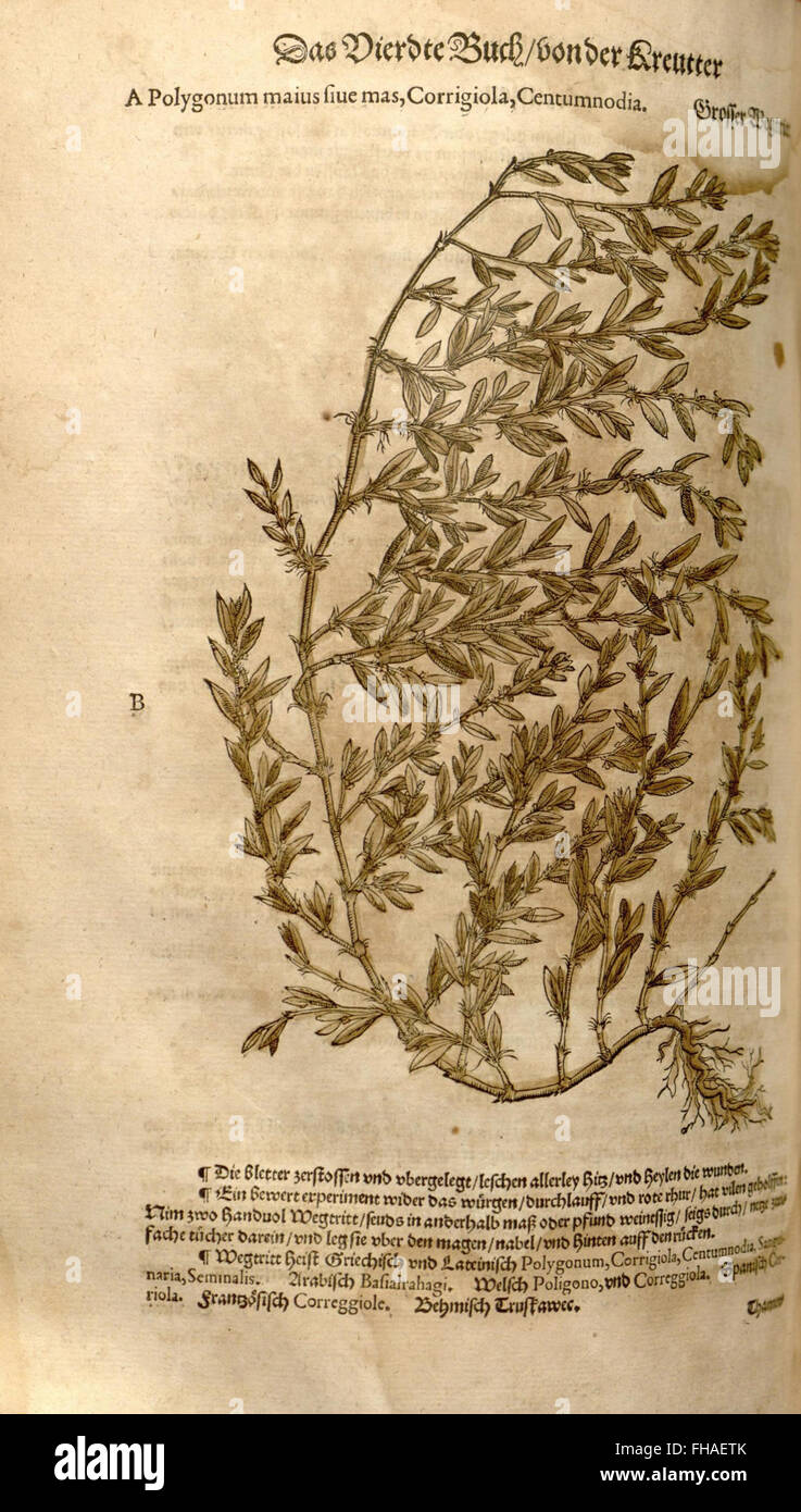 A detailed botanical text from the Peter H. Raven Library, exploring ...