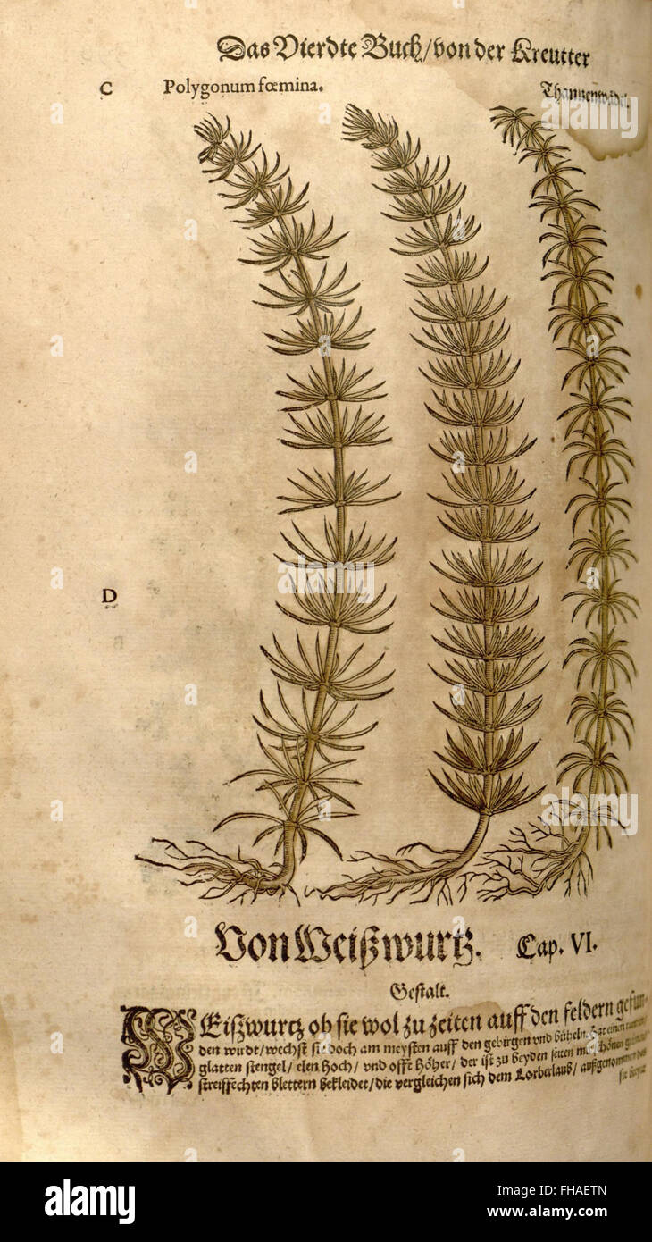 A 16th-century work on medicinal plants, referencing Dioscorides ...