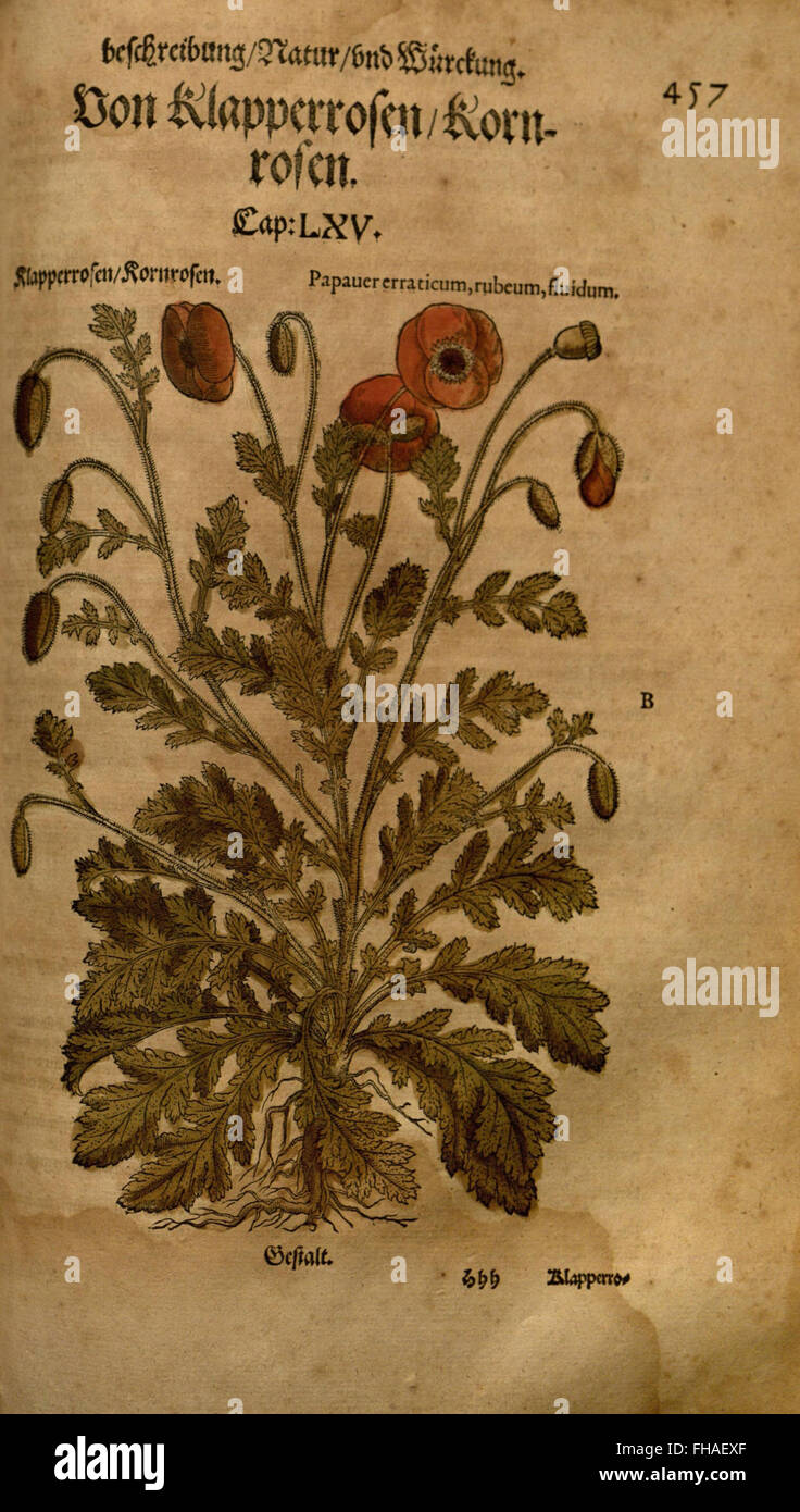 A botanical work discussing the medical properties of plants, based on ...