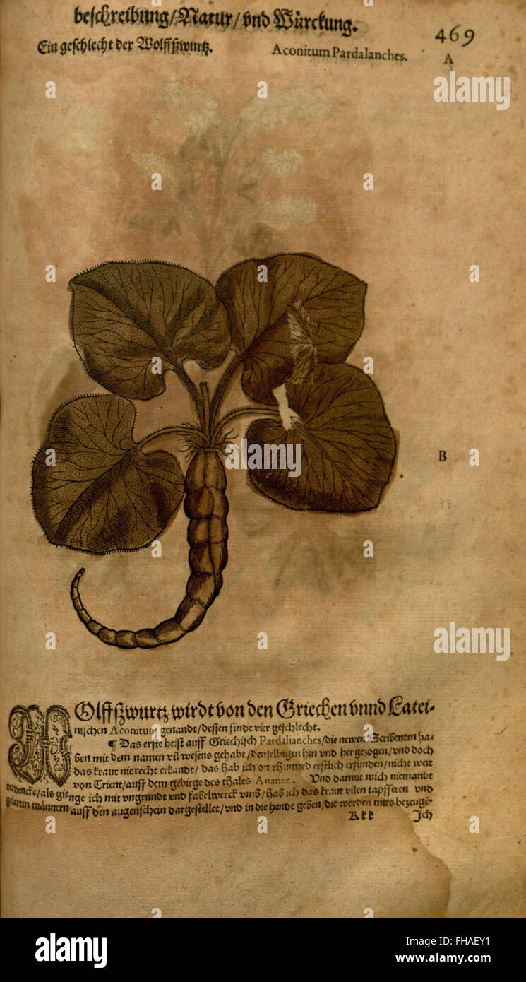 New Herbal, Botany, Medical De Materia Medica Dioscorides Pedanius ...