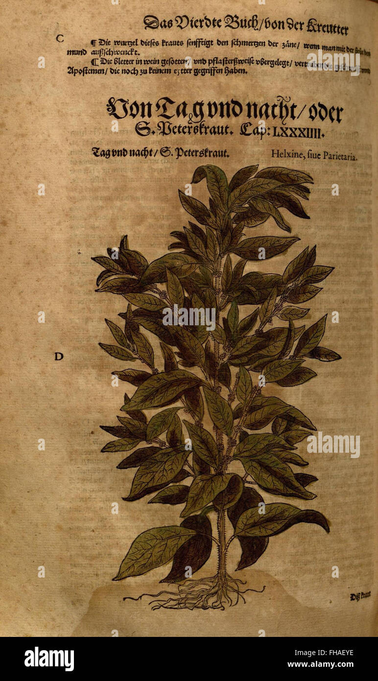 A detailed botanical and medical reference focused on Dioscorides ...