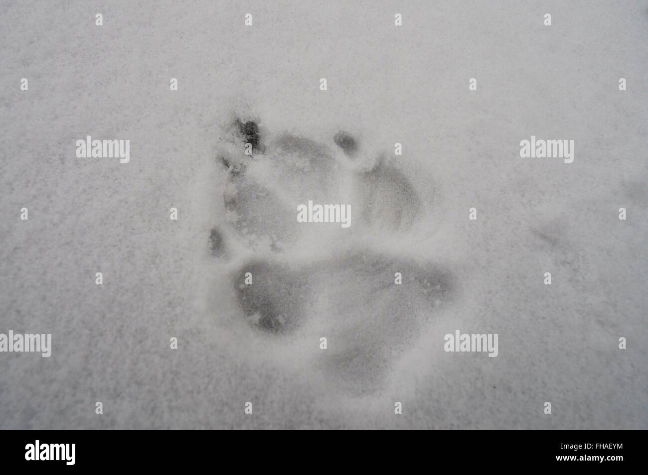 Canine track hi-res stock photography and images - Alamy