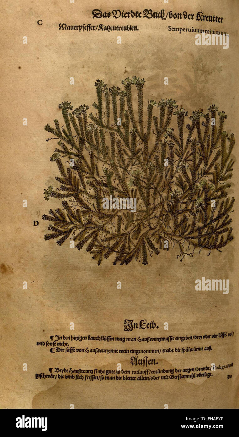 A historical botanical and medical text, featuring works on materia ...