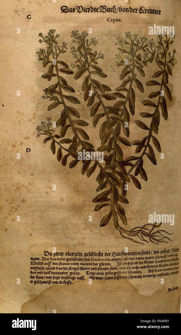 An early herbal from Dioscorides Pedanius on medicinal plants ...