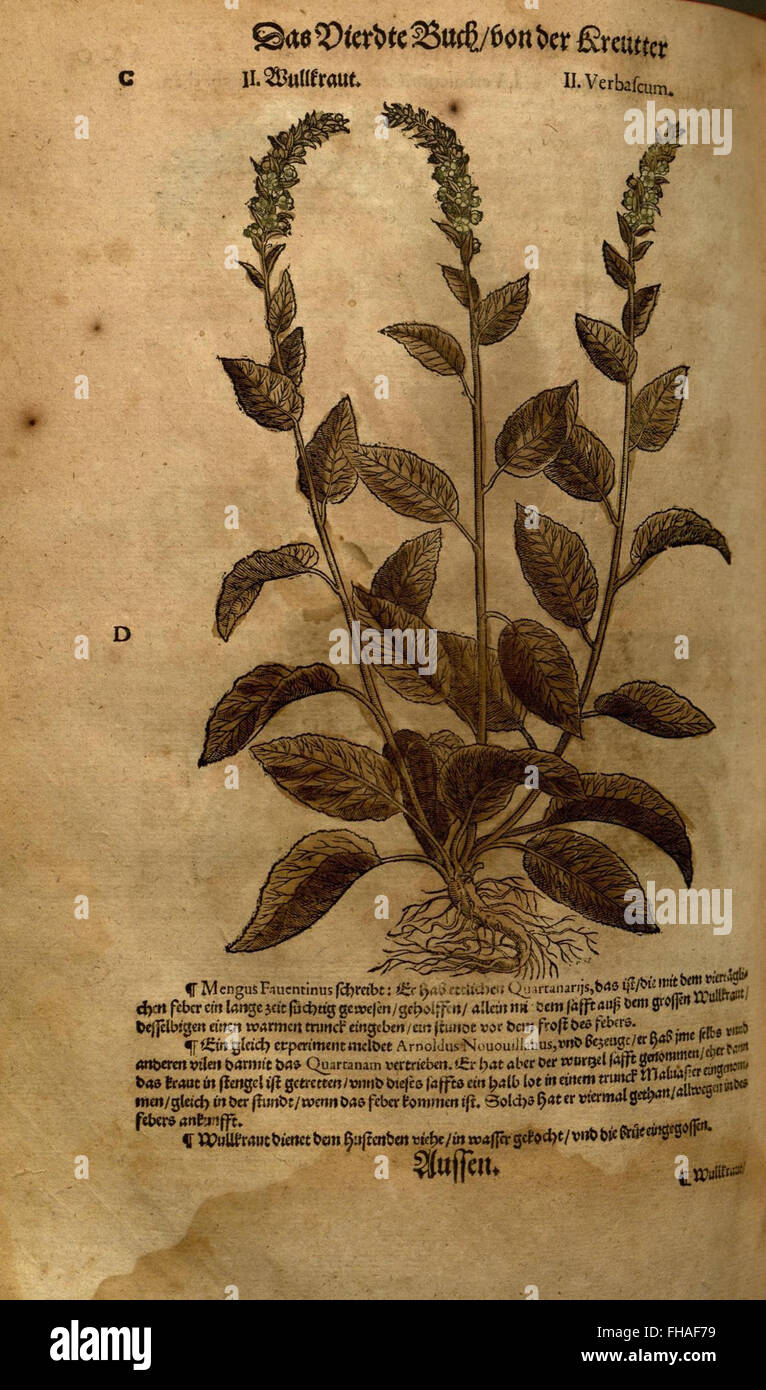New Kreüterbuch, Botany, Medical plants, Materia Medica, Dioscorides ...