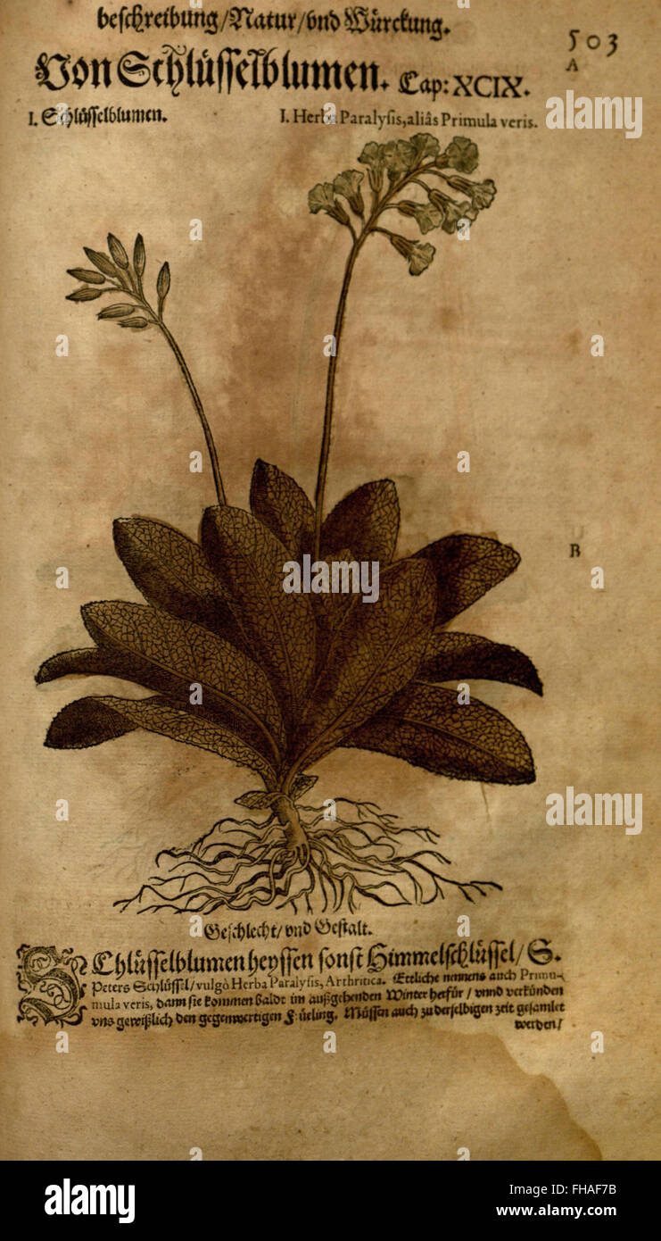 A 16th-century botanical work by Dioscorides Pedanius documenting ...
