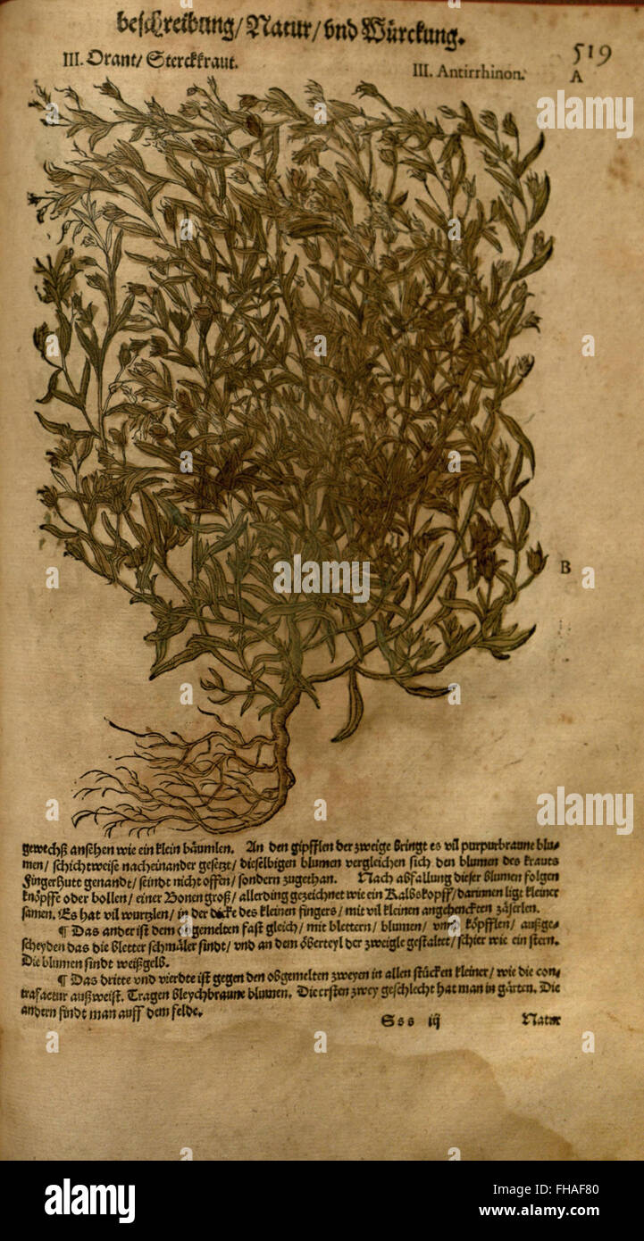 A herbal text detailing medicinal plants and their uses, written by an ...