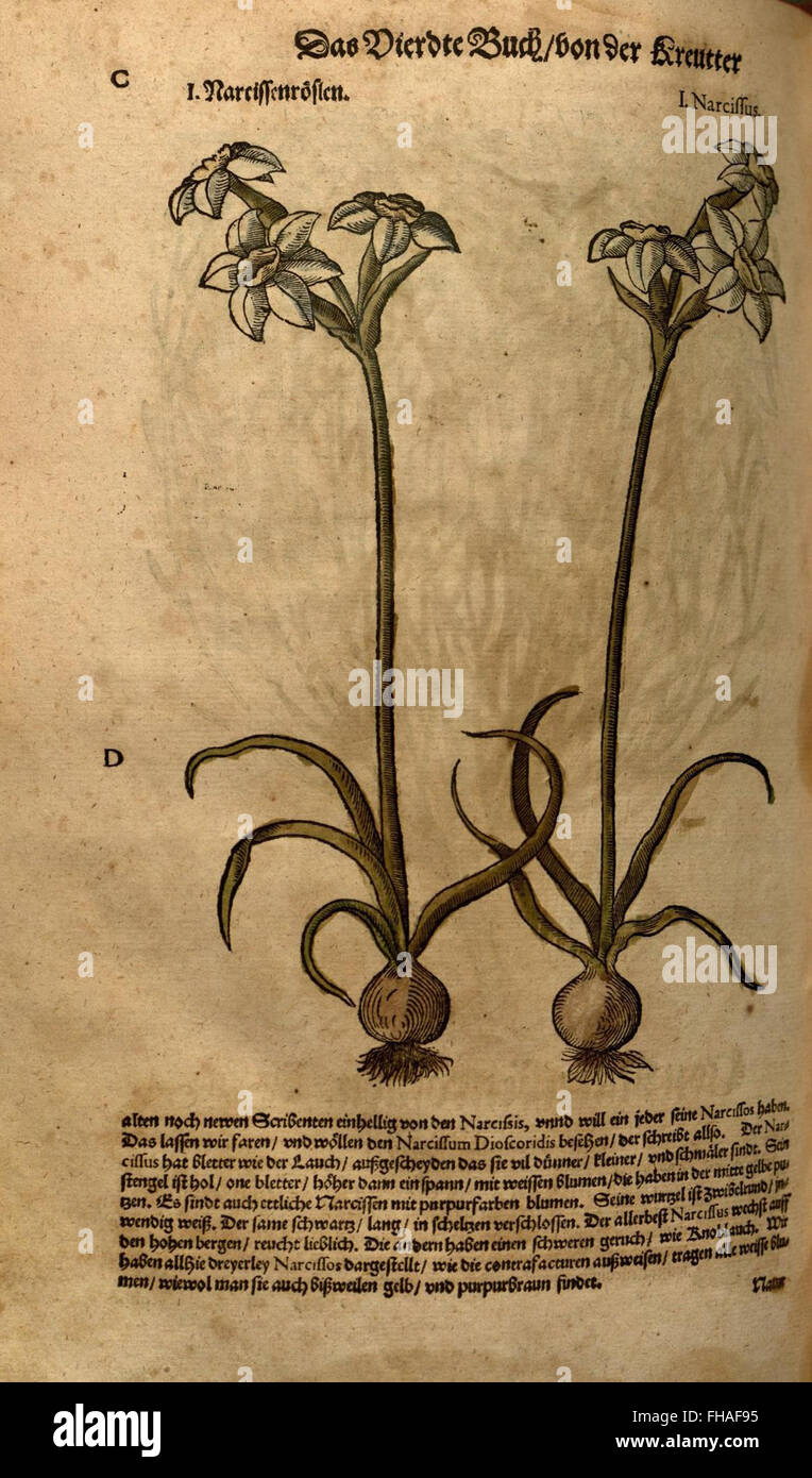 New Herbal, Botany, Medical De Materia Medica Dioscorides Pedanius ...