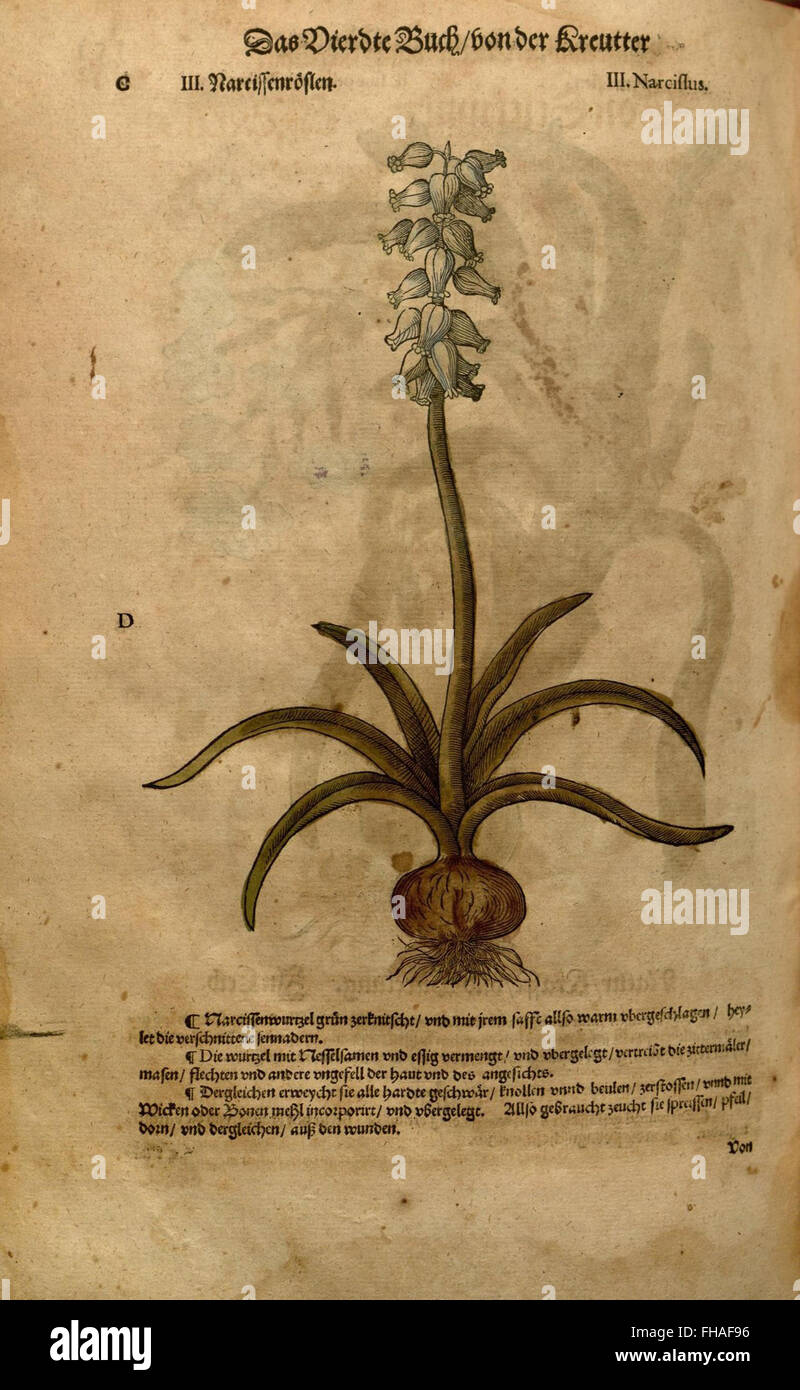 A botanical and medical work by Dioscorides Pedanius, detailing the ...