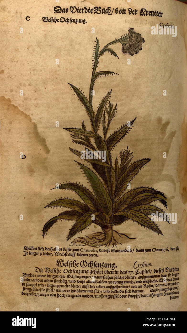 A comprehensive botanical and medical dictionary detailing ancient ...