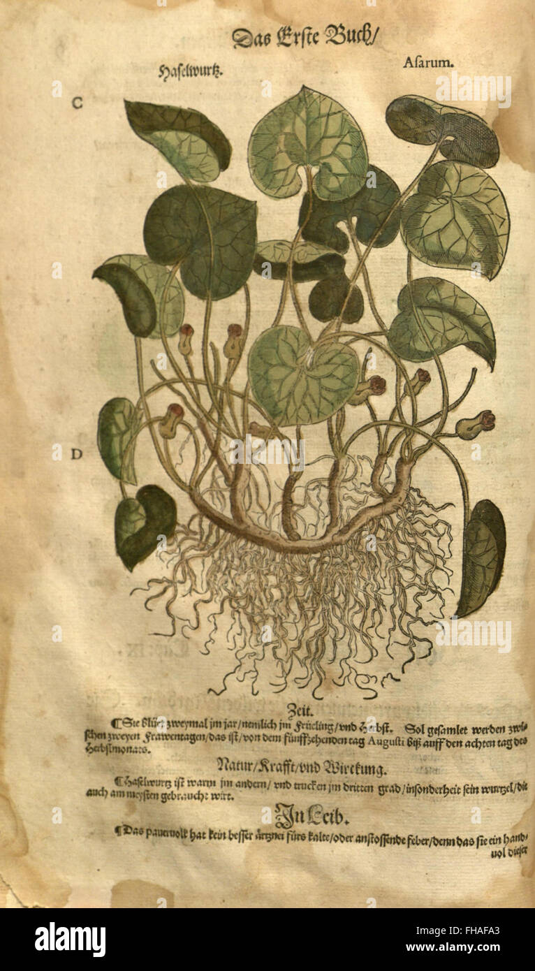A botanical and medical text by Dioscorides Pedanius, detailing plants ...