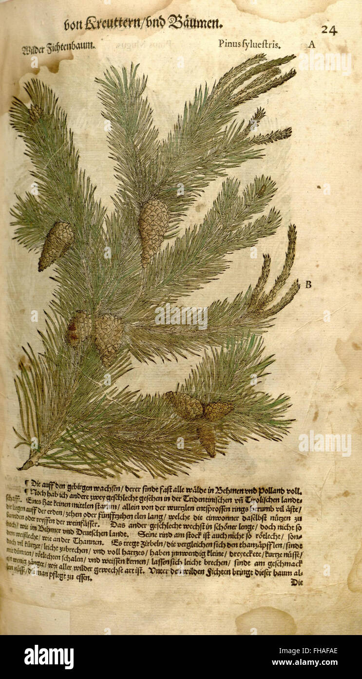 A medicinal plant reference work by Pedanius Dioscorides, documenting ...