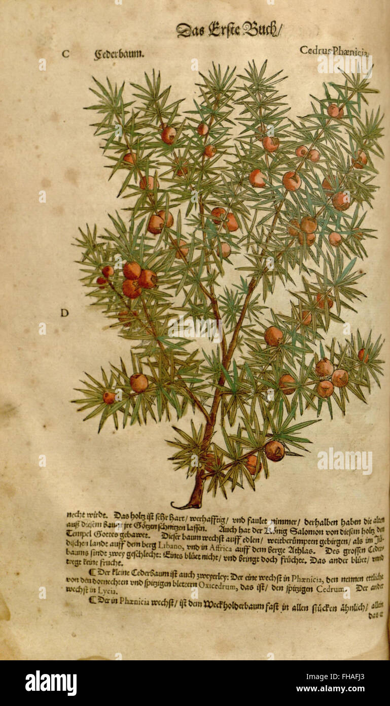 A historical botany and pharmacology book by Dioscorides Pedanius ...