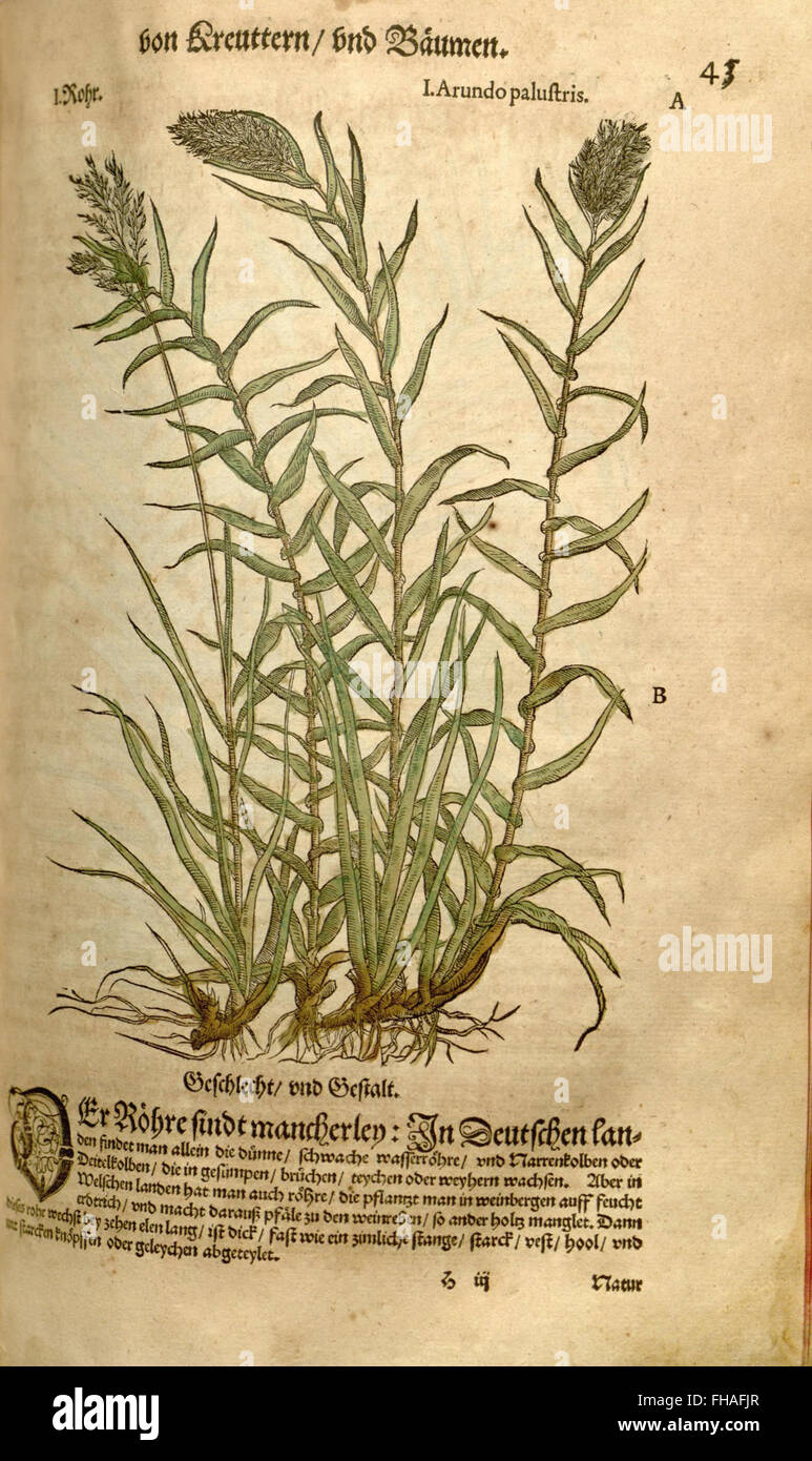 A dictionary from early works detailing medicinal plants and substances ...