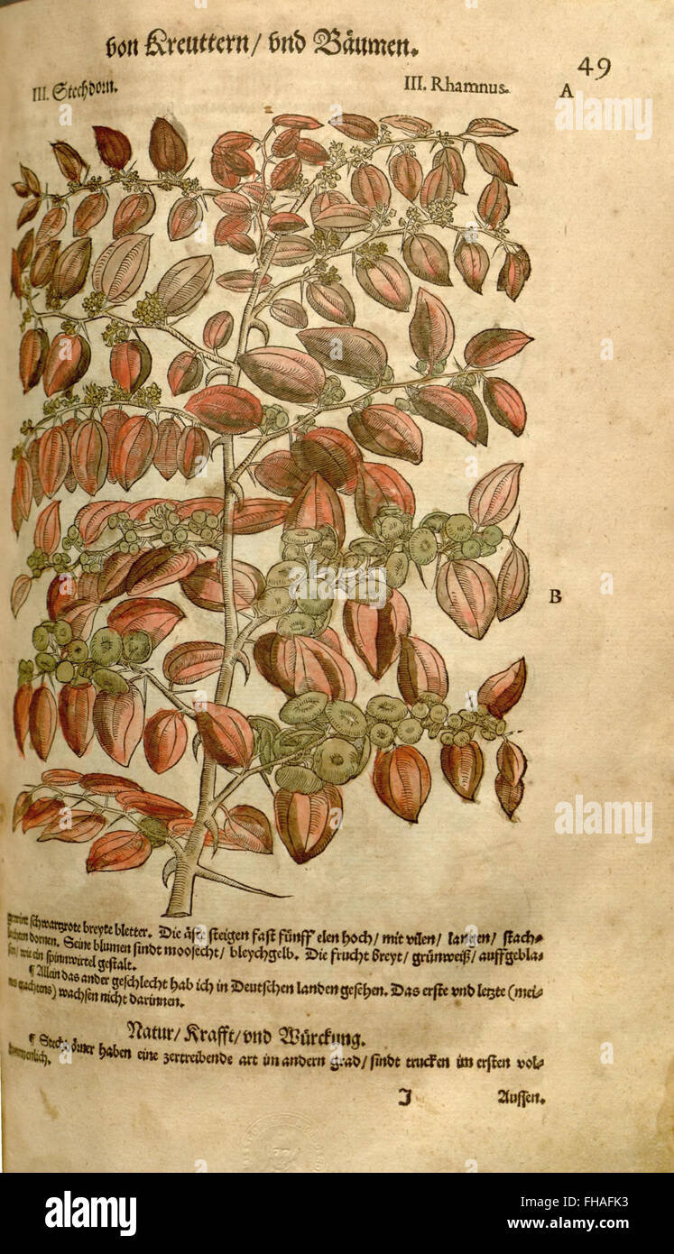 New Kreterbuch, a botany and materia medica reference work, Dioscorides ...