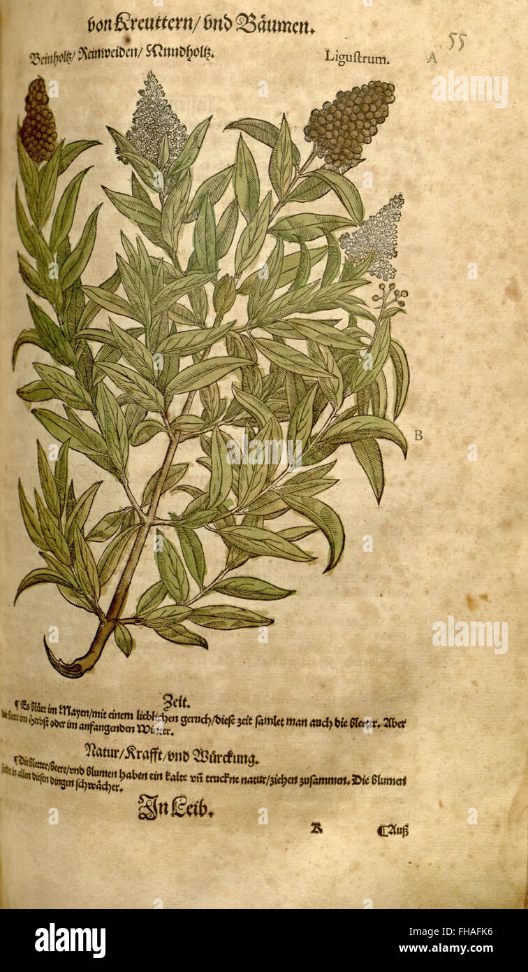 A historic botanical work on materia medica, based on Dioscorides ...