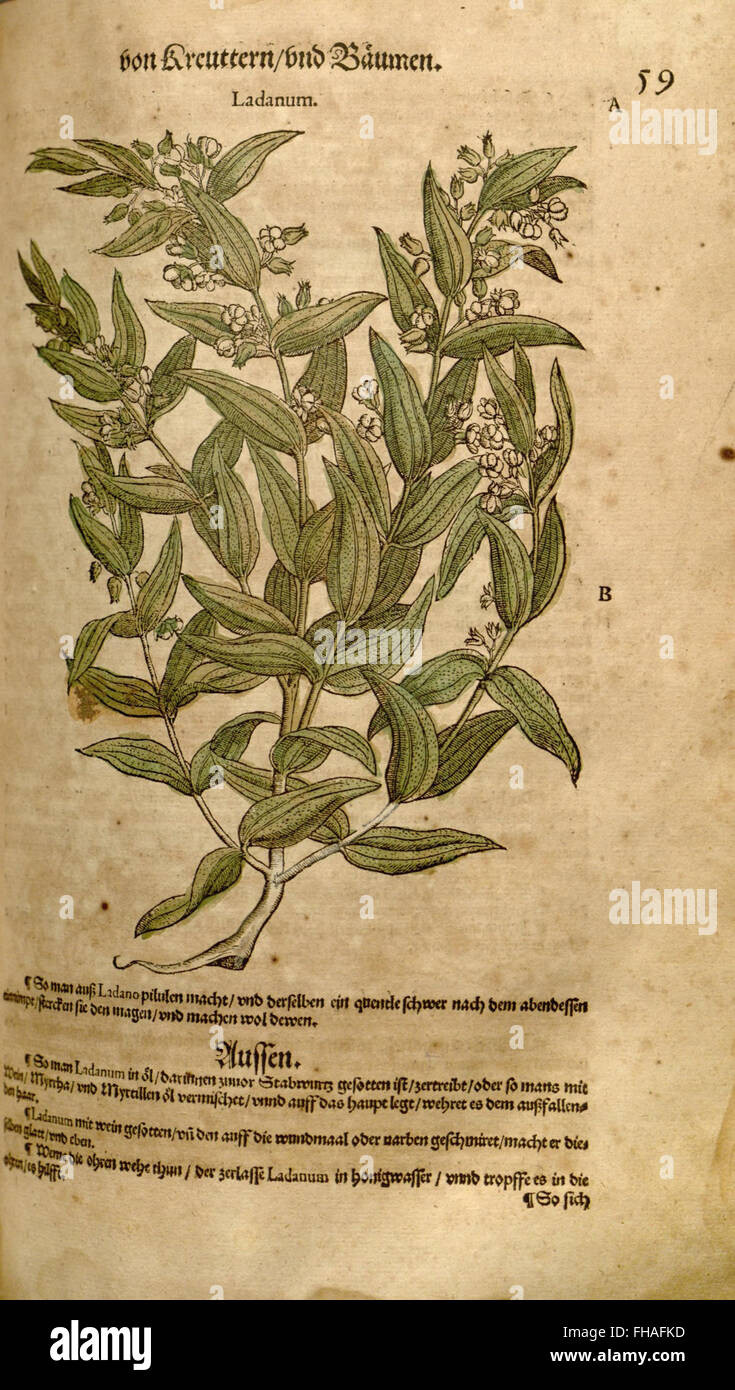 New Kreütterbuch, a medical botany text from the early 1800s, exploring ...