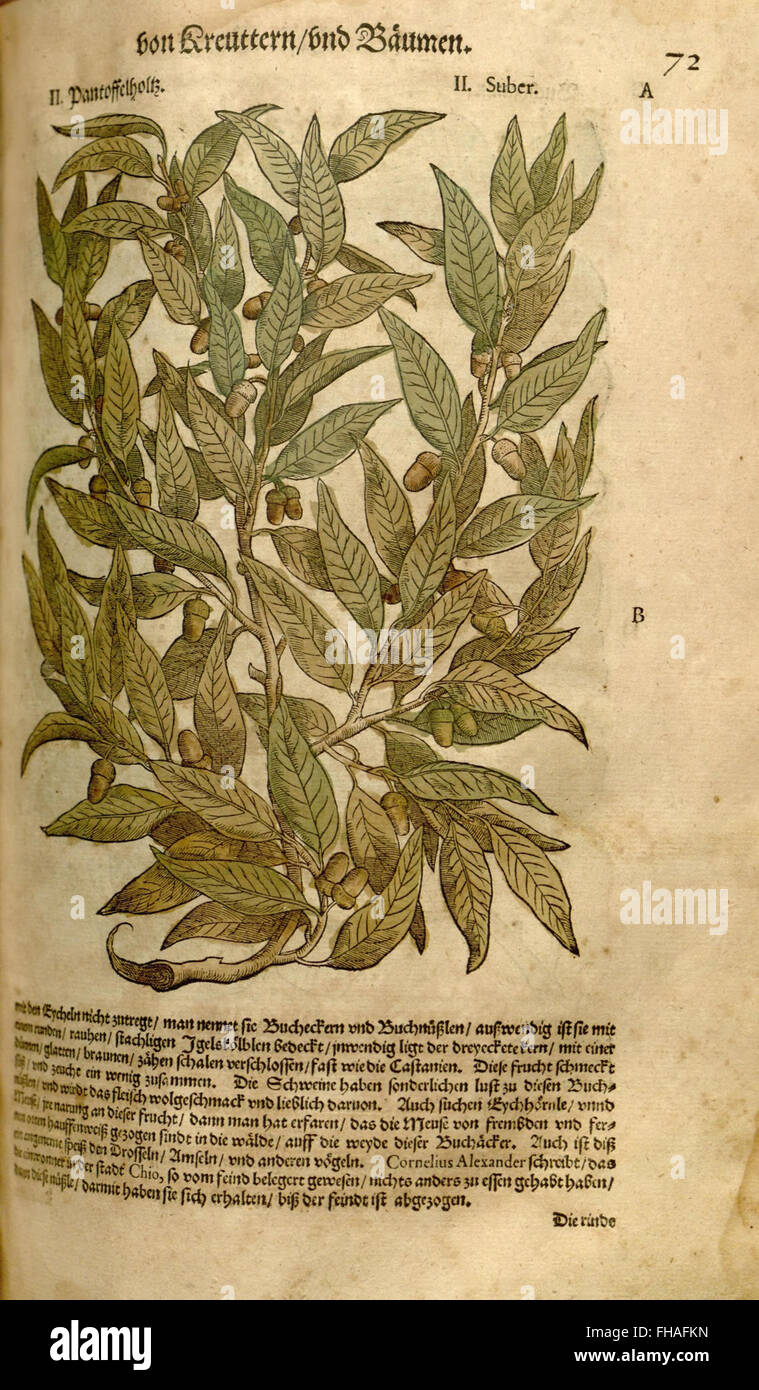 A German botanical work by Dioscorides Pedanius, detailing medicinal ...