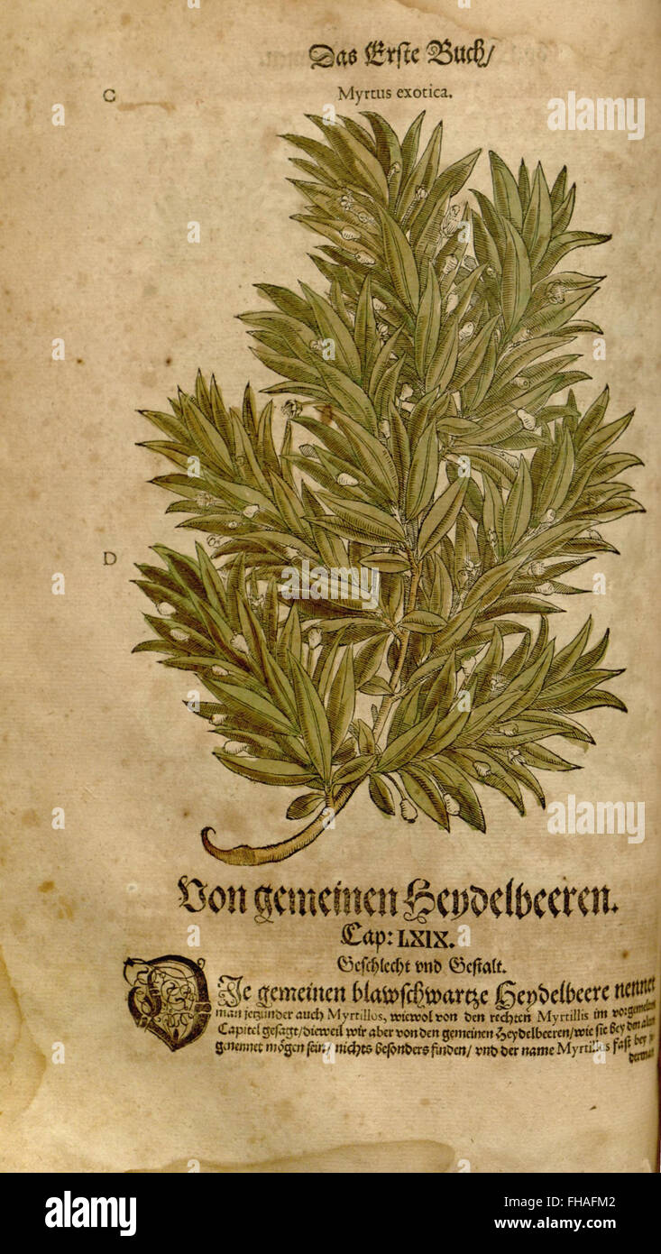 New Kreterbuch, Botany, Medical De Materia Medica Dioscorides Pedanius ...