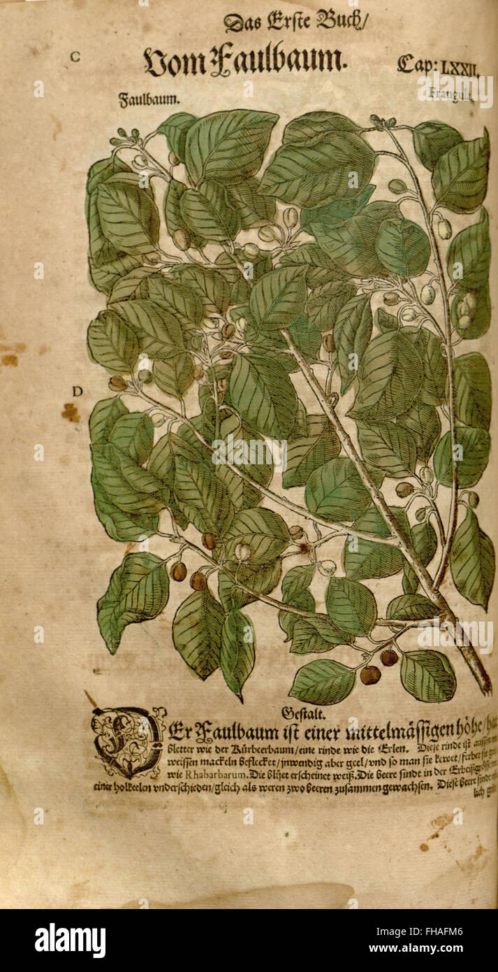 Dioscorides Pedanius, Medical De Materia Medica, a foundational medical ...