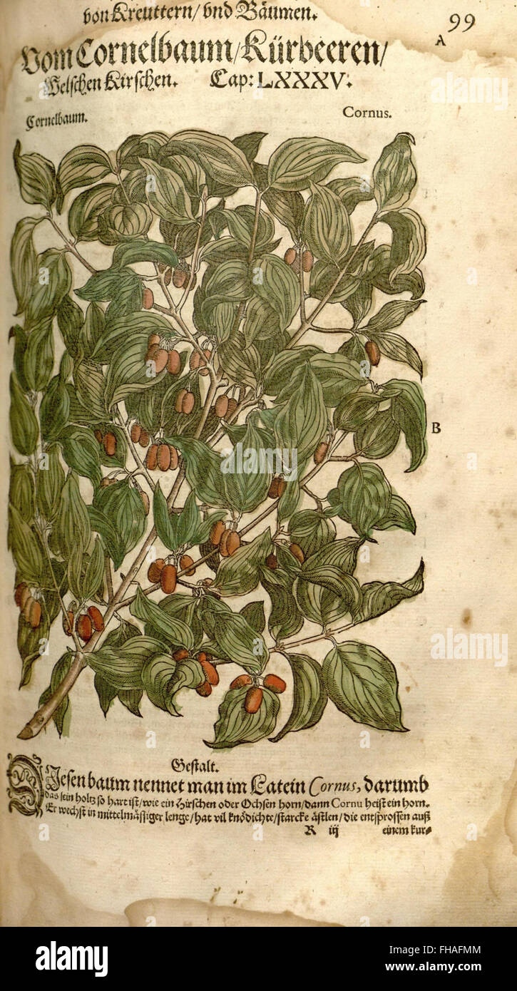 A botanical work on medicinal plants, documenting their properties ...
