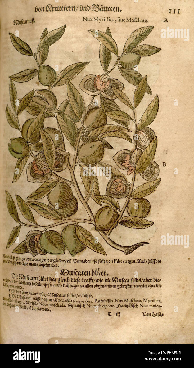 Dioscorides' Materia Medica, Early pharmacological and botanical texts ...