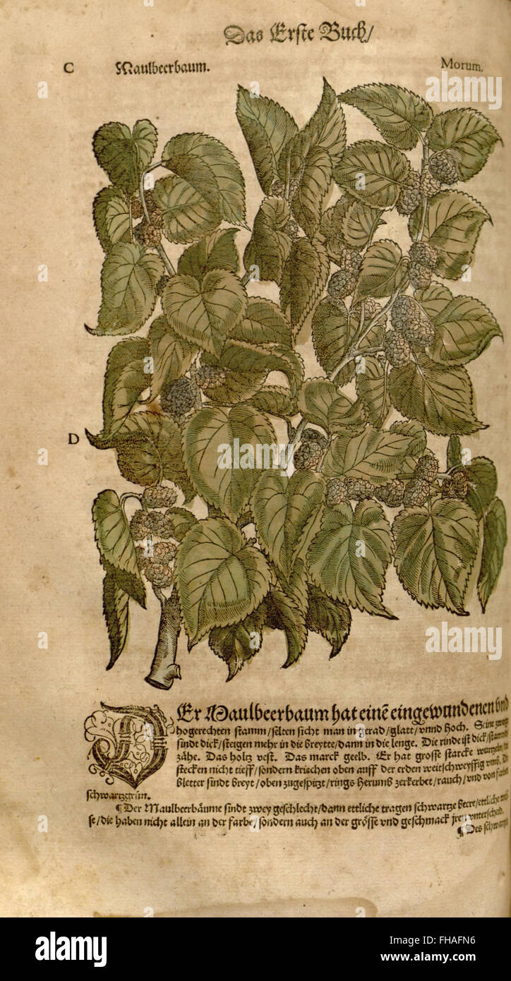 A 16th-century herbal compendium detailing medicinal plants and their ...